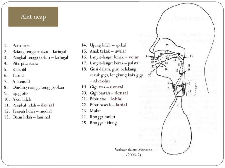 Konsep Fonologi Dan Intonasi: Pengertian, Jenis Dan Contoh
