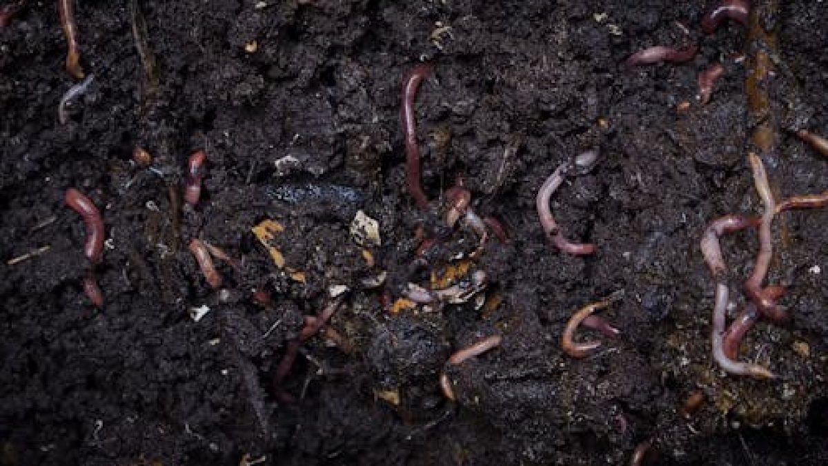 4 Macam Cacing Komoditas Usaha | Perbedaan dengan yang Berbahaya